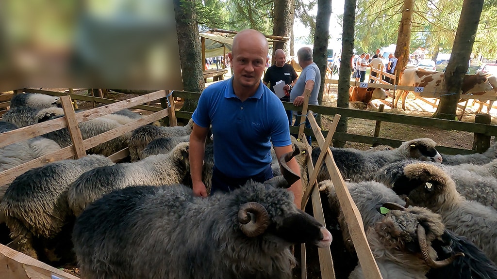 Zašto raste broj krava a opada broj ovaca u kantonu Središnja Bosna ...